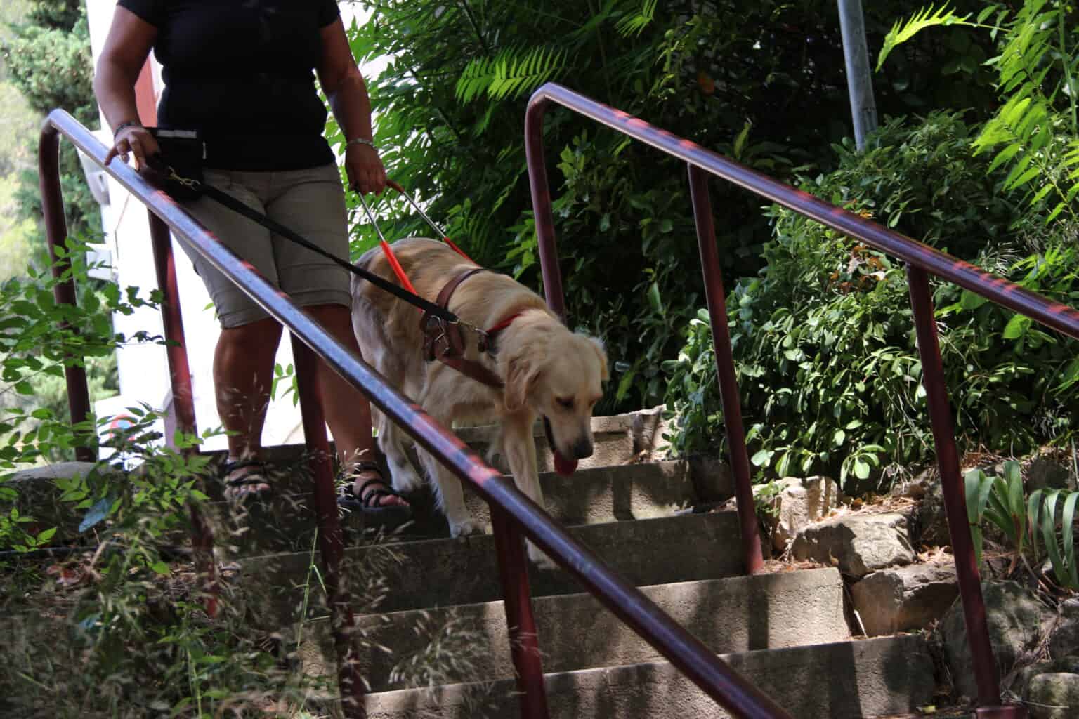 Demande de chien guide - chiens guides d'aveugles association Cecidev