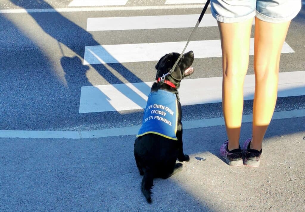 Centre d’Education des Chiens Guides d'aveugles et malvoyants - chiens guides d'aveugles ...